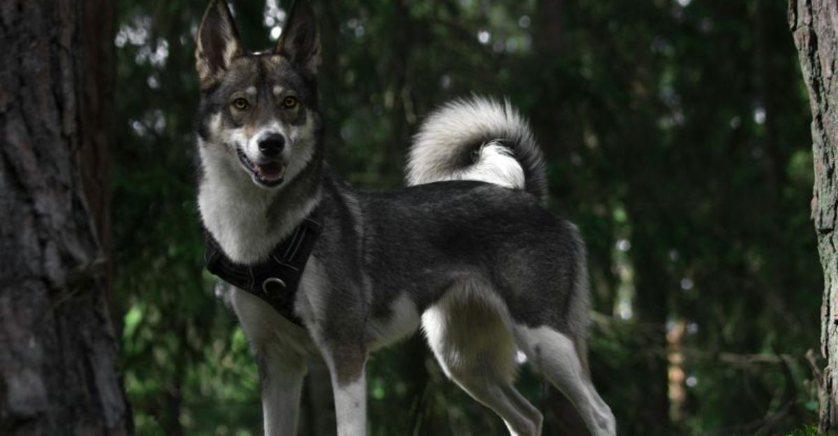 These 11 breeds were bred to work solo – not wait for instructions
