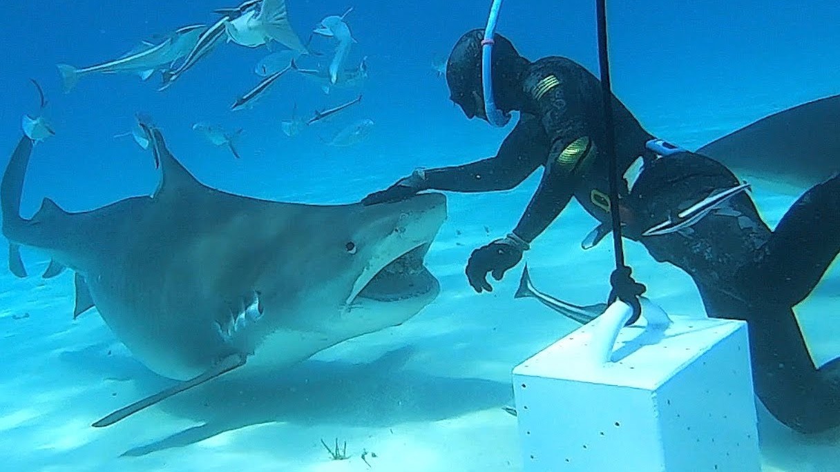 Face to face with one of the deadliest sharks