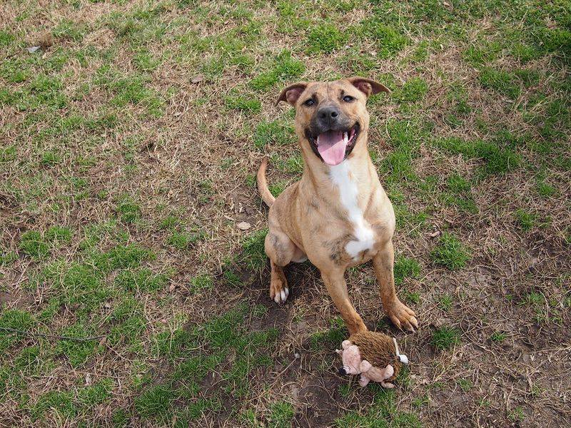 These 11 breeds were bred to work solo – not wait for instructions