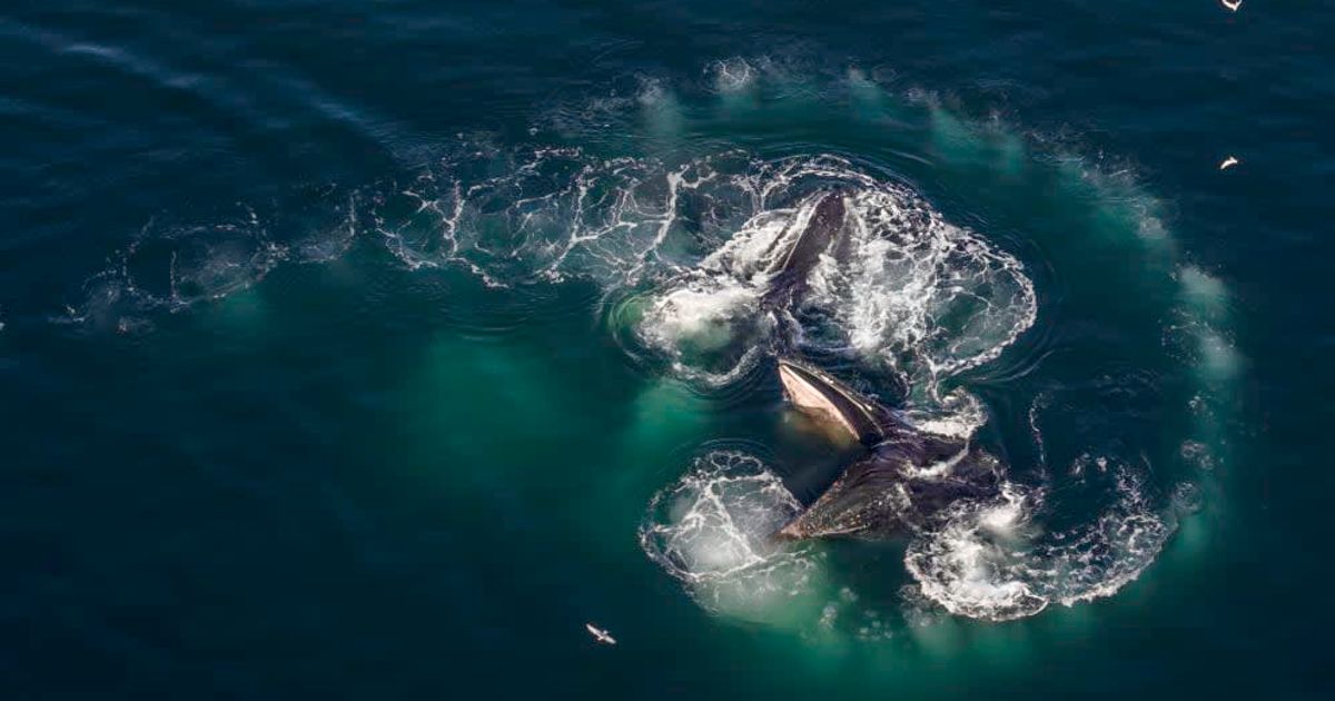 Migrating humpbacks teach their neighbors to fish — and help revive a ...
