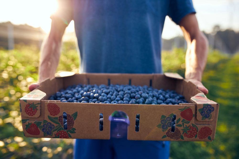 Places in the US to go berry picking