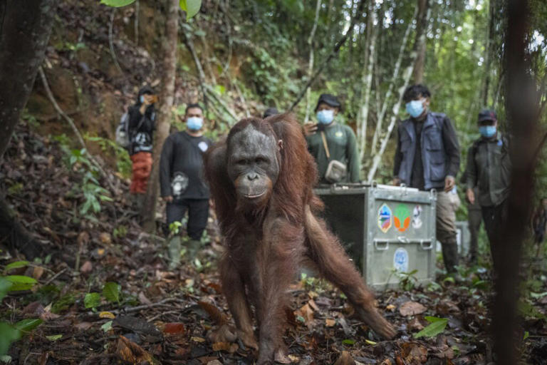 Three critically endangered orangutans released after graduating ...