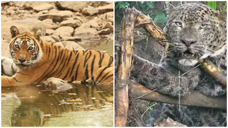Young tigers and leopards turn ferocious in Uttarakhand, human-wildlife ...