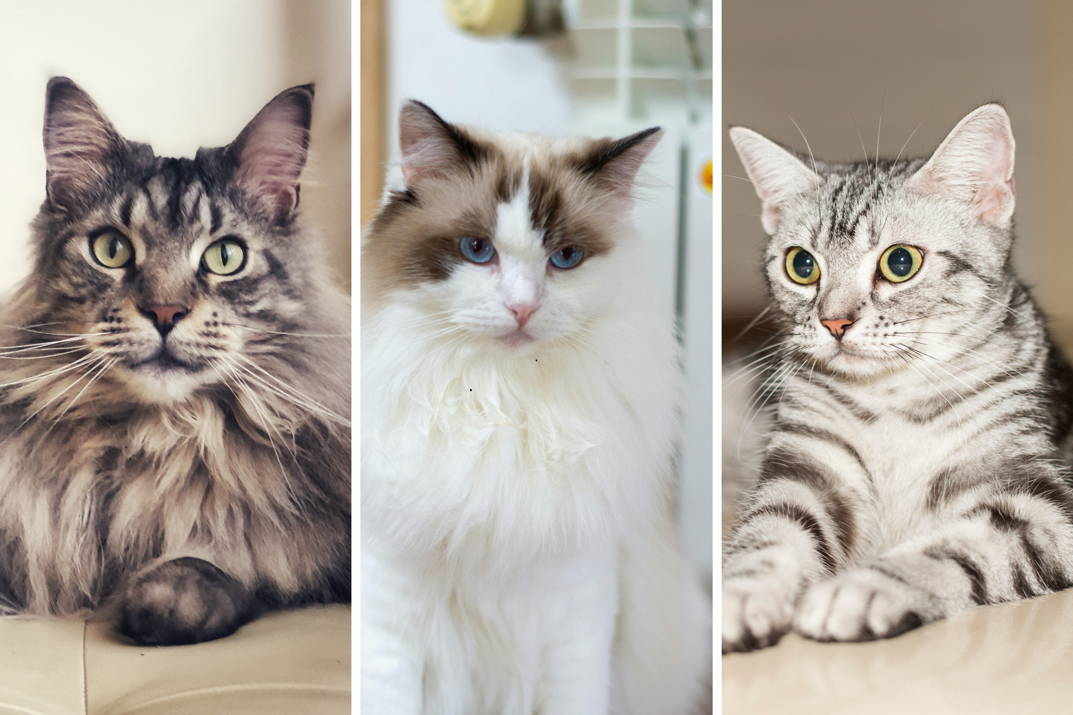 Top cats 2026: Here are the world's 12 most popular breeds of adorable ...