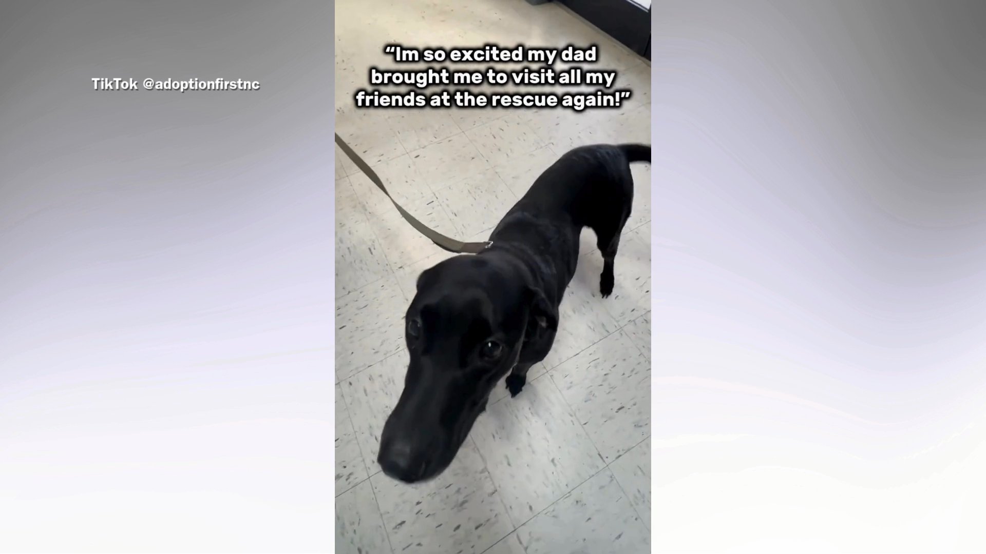 Tears as adopted dog realizes he’s back at shelter but gets happy ending