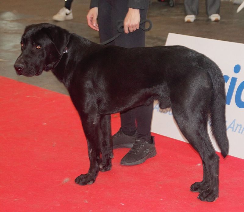 These 11 dogs are often called unusual – mostly by people who've never ...