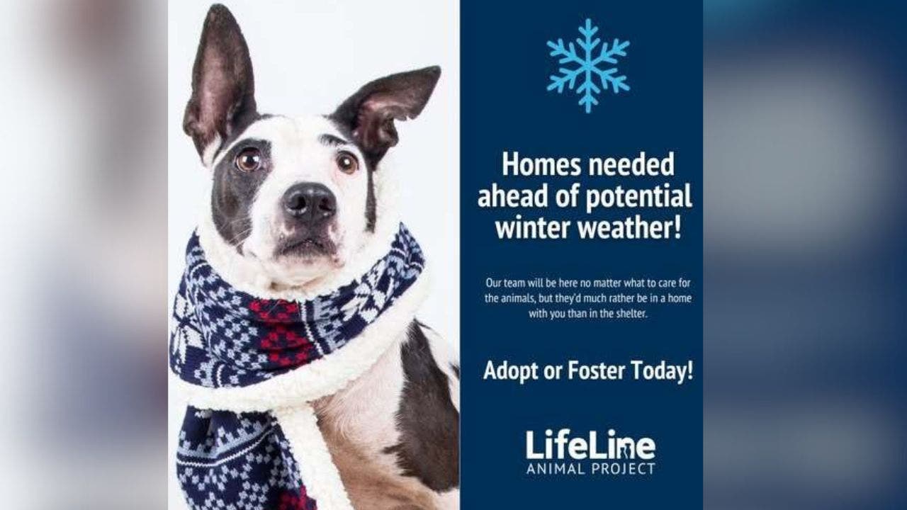 Winter storm prompts urgent call to foster Atlanta shelter dogs