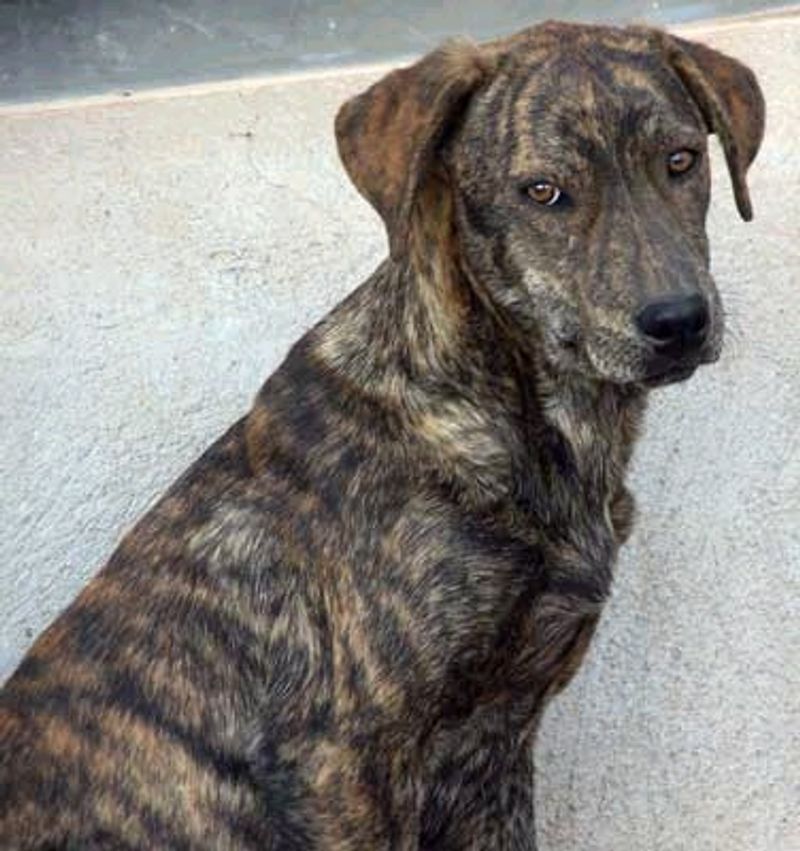 These 11 breeds were bred to work solo – not wait for instructions