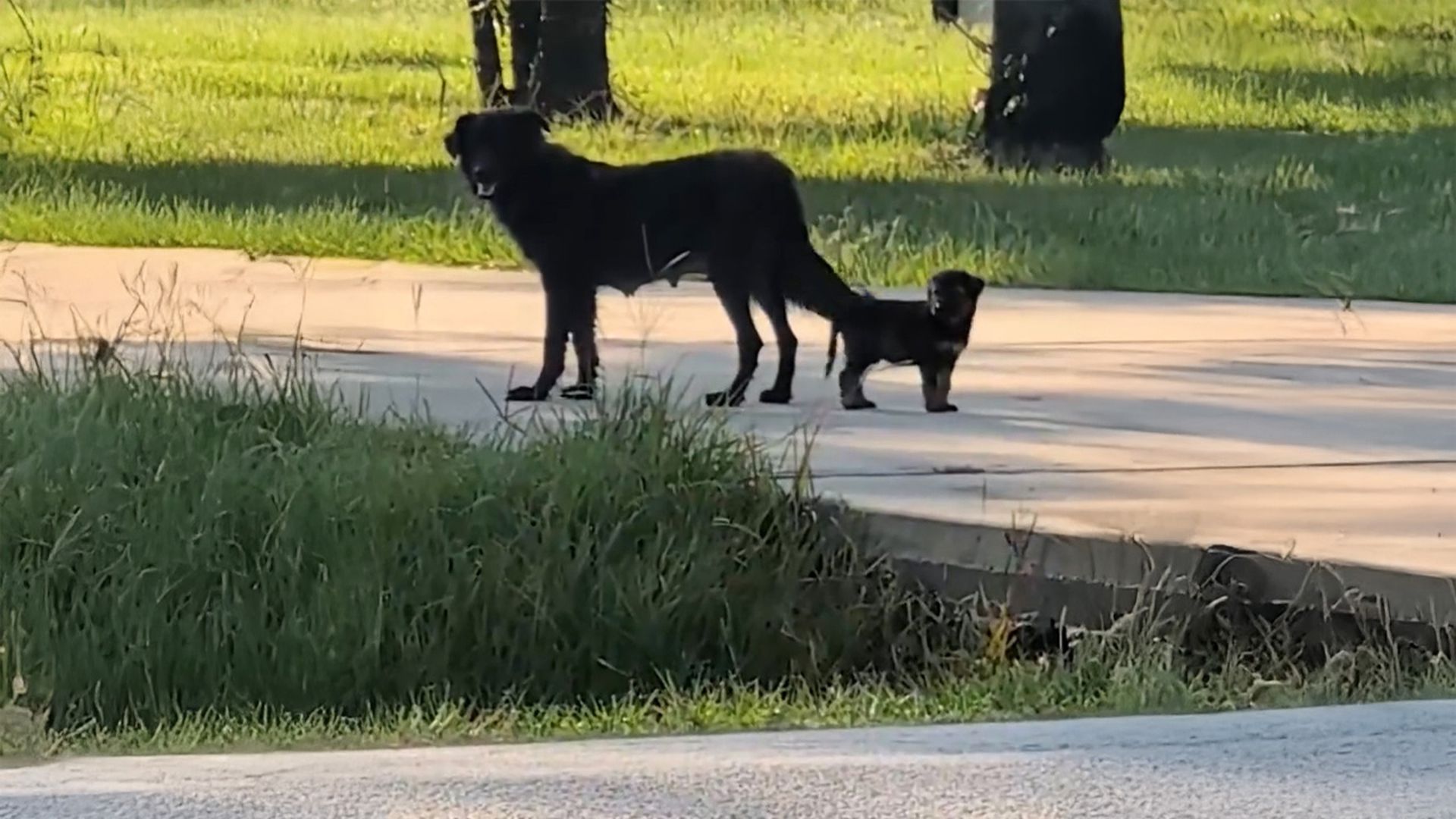 Stray dog mom chooses woman to be her puppies' nanny