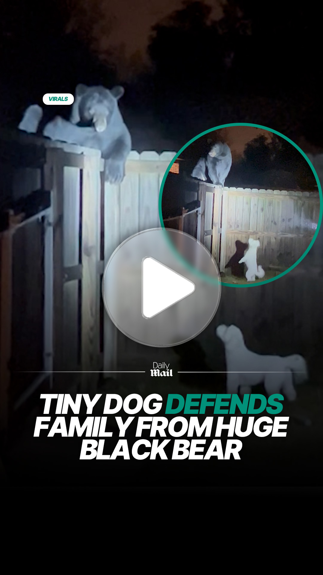 Small dog confronts bear outside family home