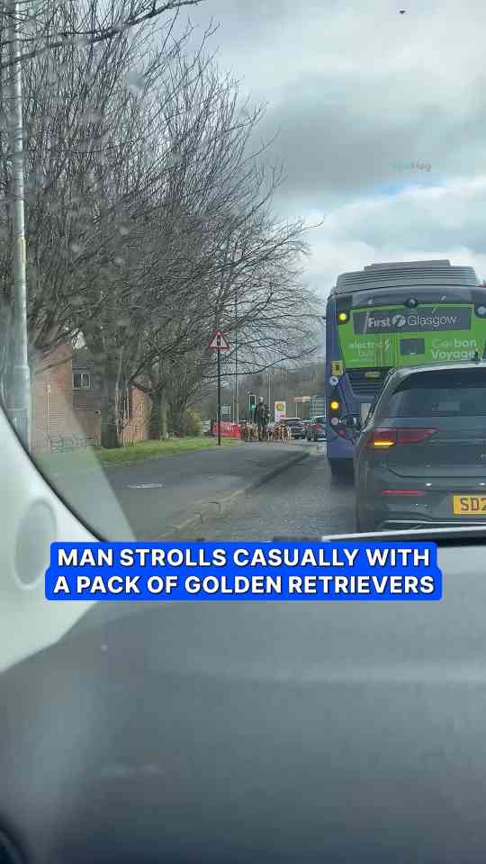 Man strolls past with a pack of golden retrievers