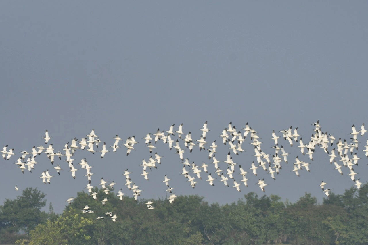 Over 1.5L migratory birds sighted in Bhitarkanika in Jan 18 census