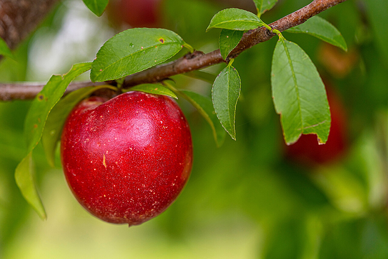 When and how to plant fruit trees for 'fruitful' results