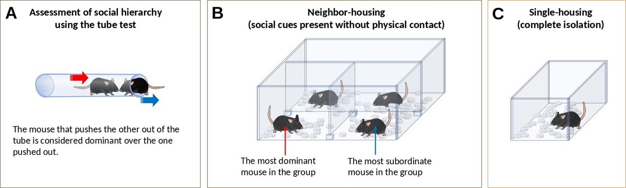 Social standing and isolation shape sleep quality in mice, study finds