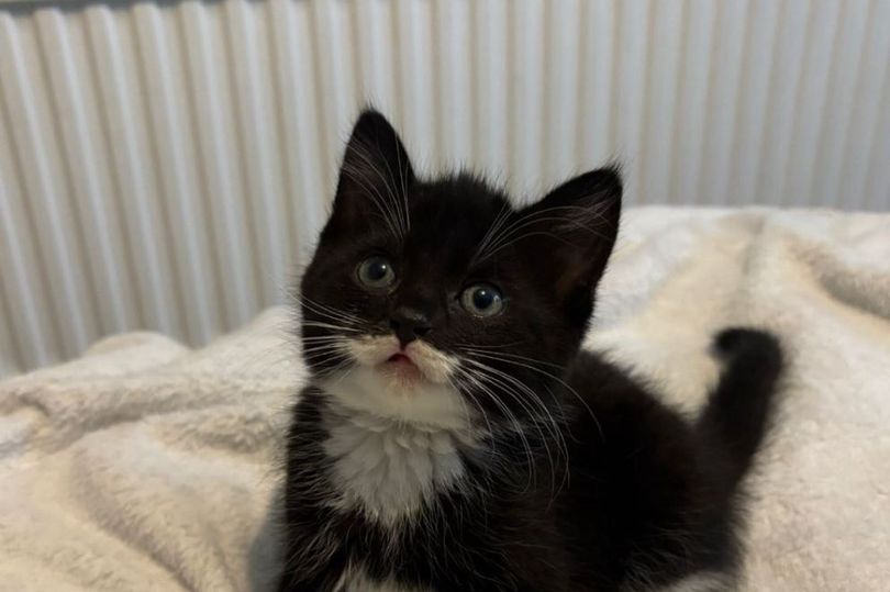 Animal rescue charity 'devastated' as Nutcracker the kitten dies