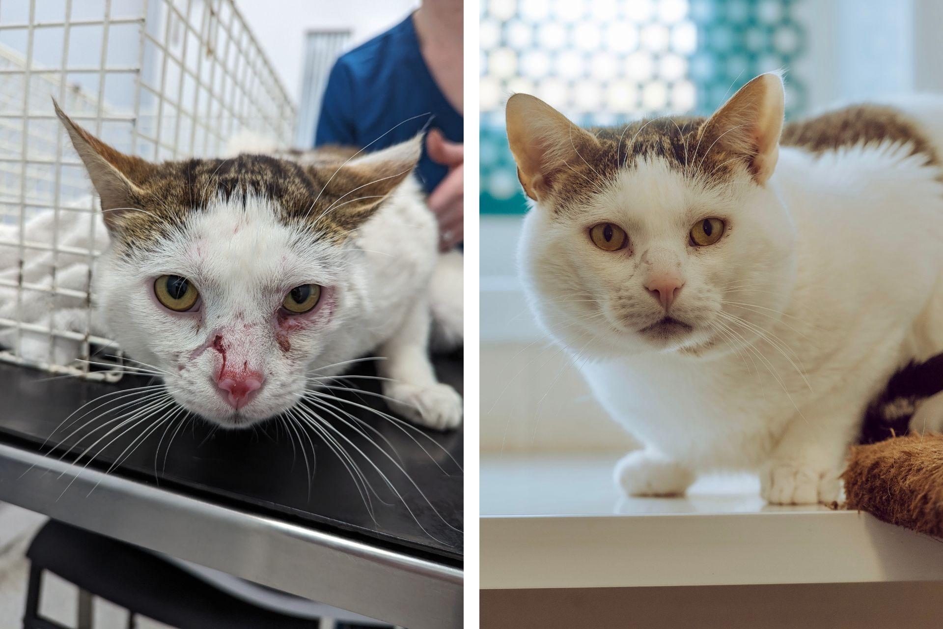 Neglected cat with 'deep wound' rescued by RSPCA is thriving in loving ...