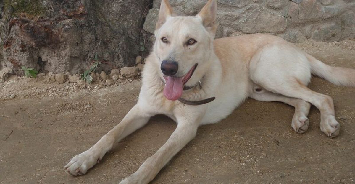 These 11 dogs are often called unusual – mostly by people who've never ...