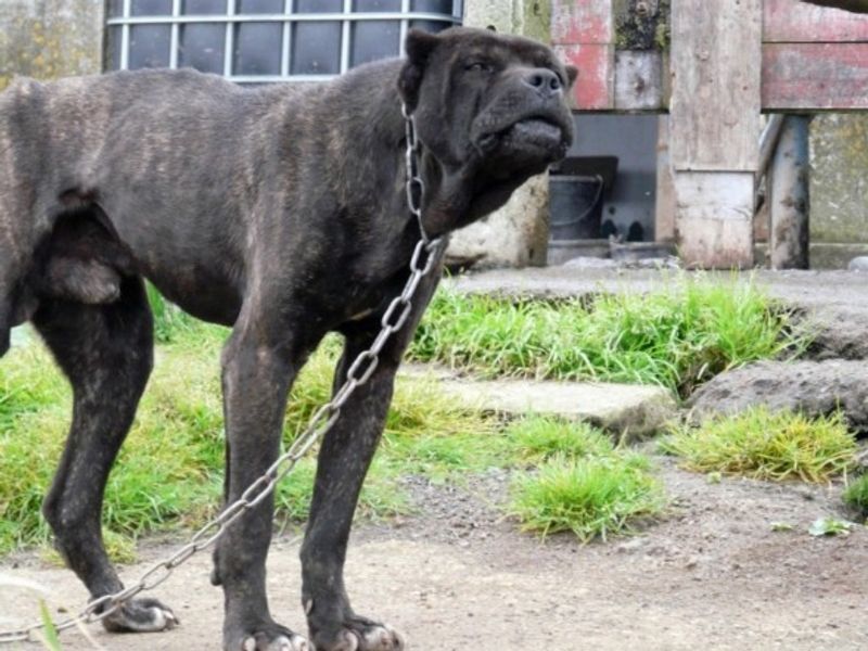 These 11 dogs are often called unusual – mostly by people who've never ...