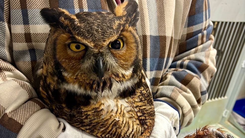 Great horned owl rescued near South Haven euthanized after foot injury ...