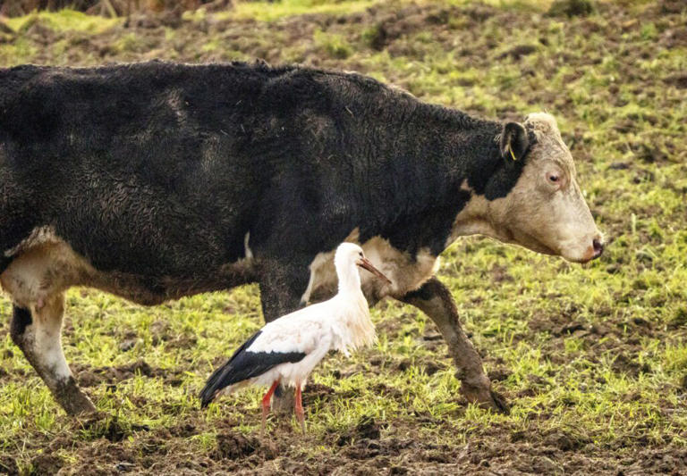 Rare white stork that vanished from Britain 600 years ago spotted in Wales