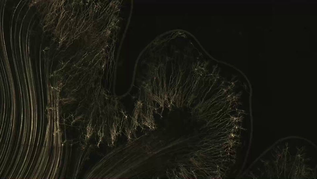 Unveiling the human brain's art