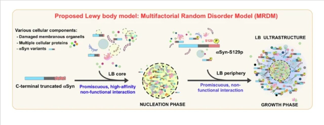 Lewy body formation in Parkinson's disease: Scientists propose a new ...