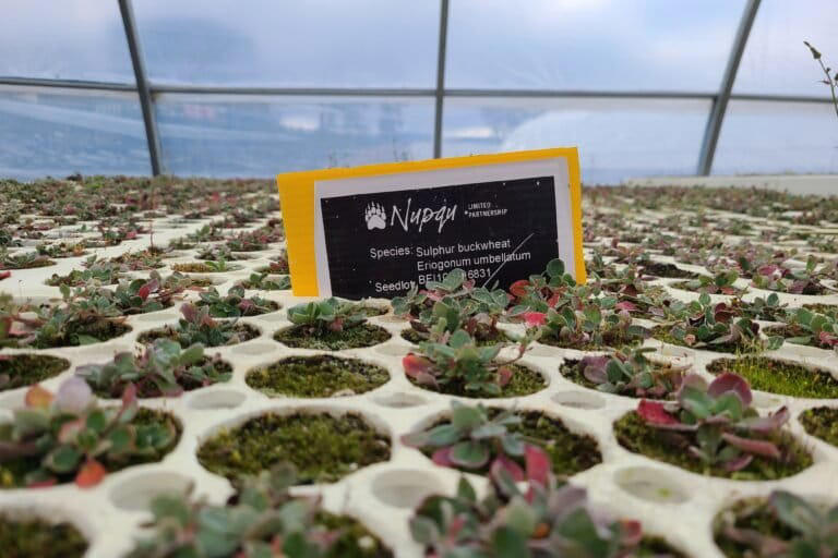 Growing native plants to heal land at Indigenous owned nursery in ...