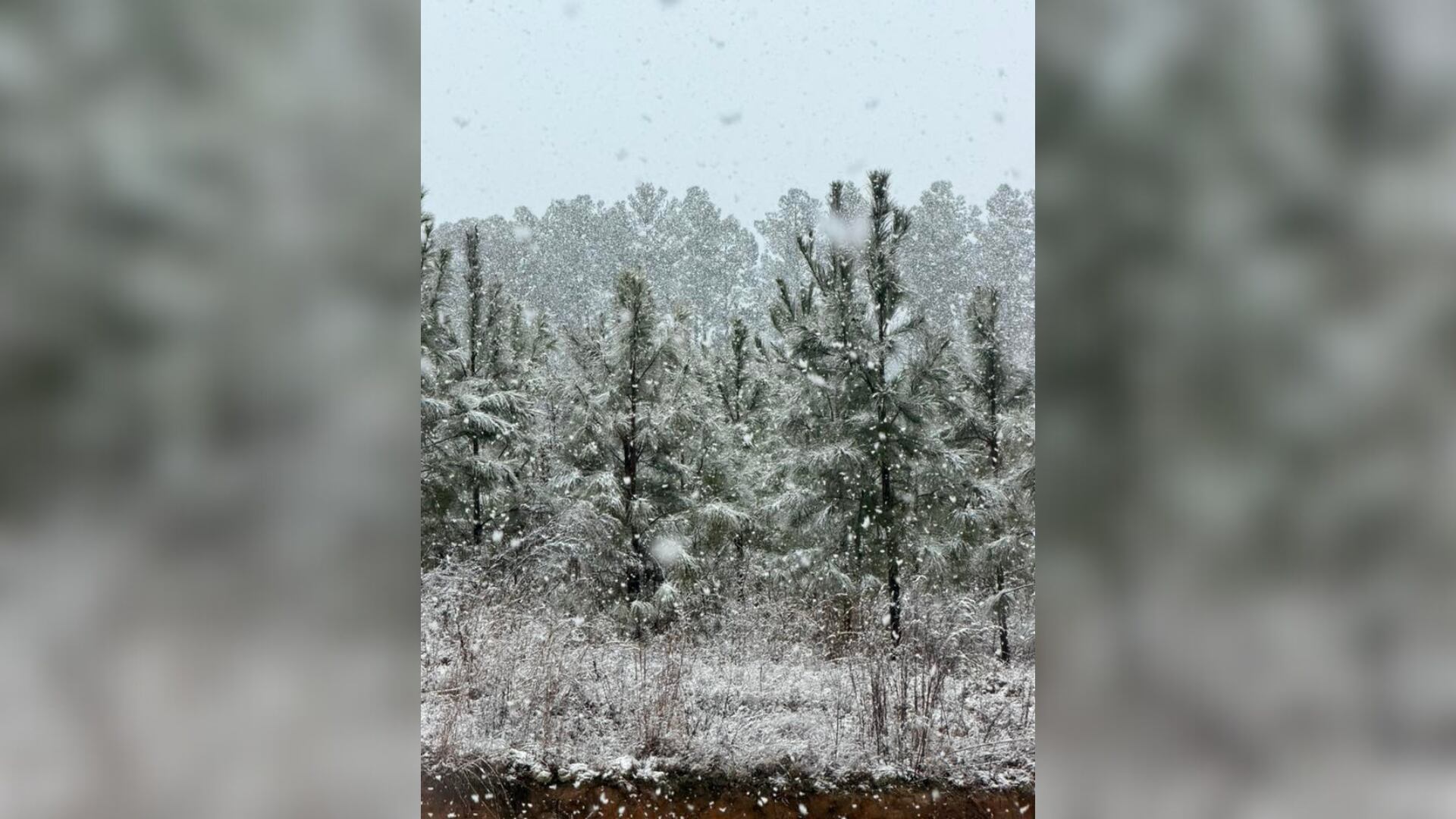 Extreme cold may cause trees to crack with gunshot-like sounds