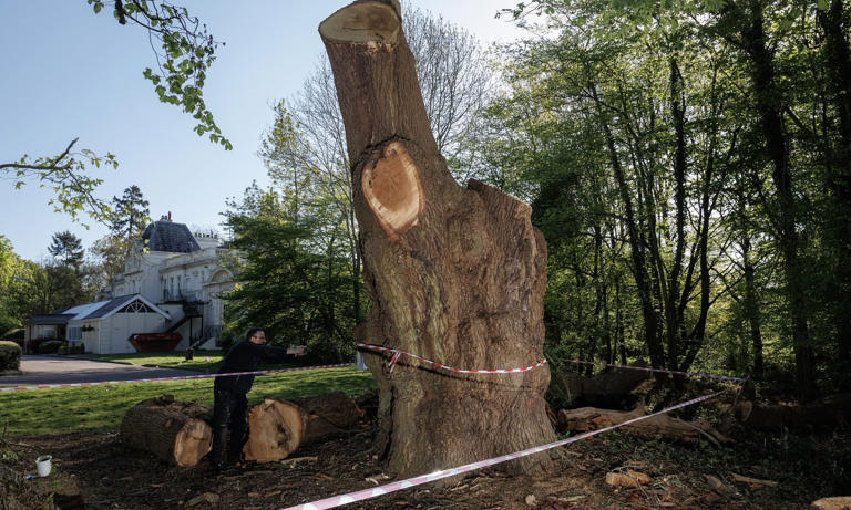 Toby Carvery faces eviction after sparking furious backlash for felling ...