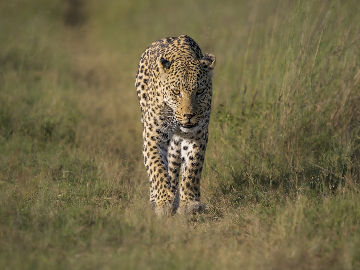 Watch: 'Moment we realized a leopard was in the driveway'