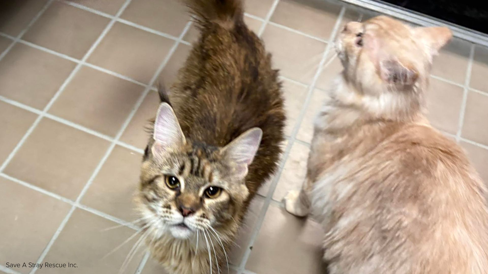 West Islip homeowner charged after 100+ cats found in Long Island home