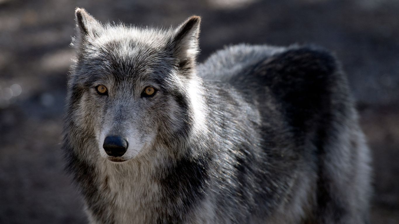 Colorado indefinitely halts gray wolf introduction