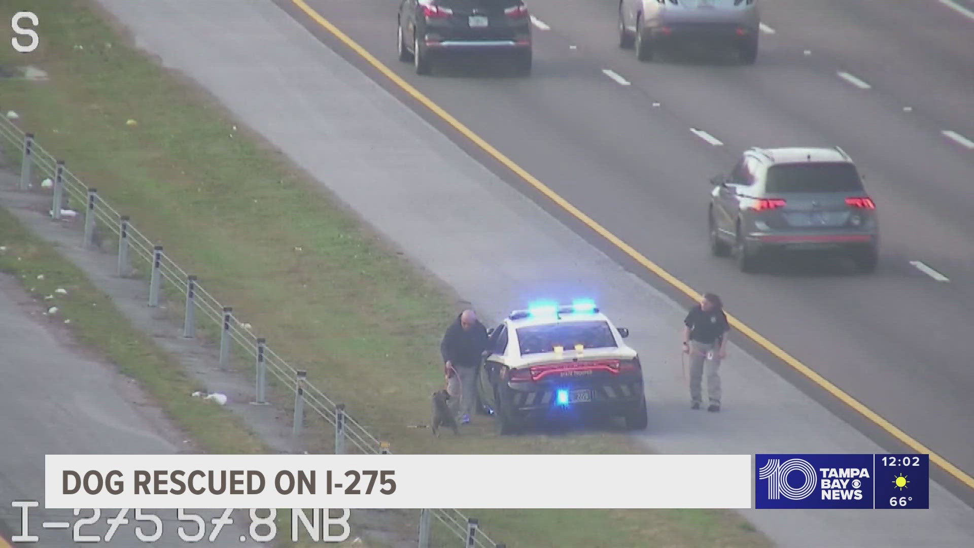 Florida Highway Patrol trooper helps stray dog on I-275