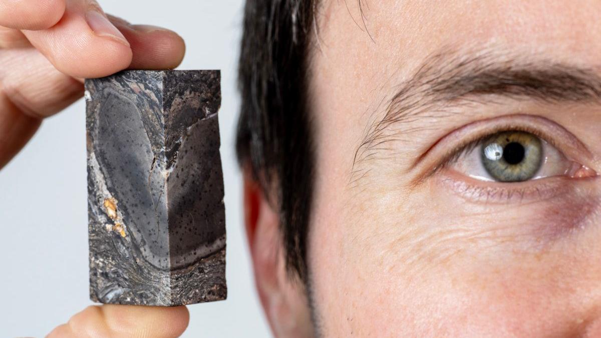 Fossil dating back 410 million years joins museum collection