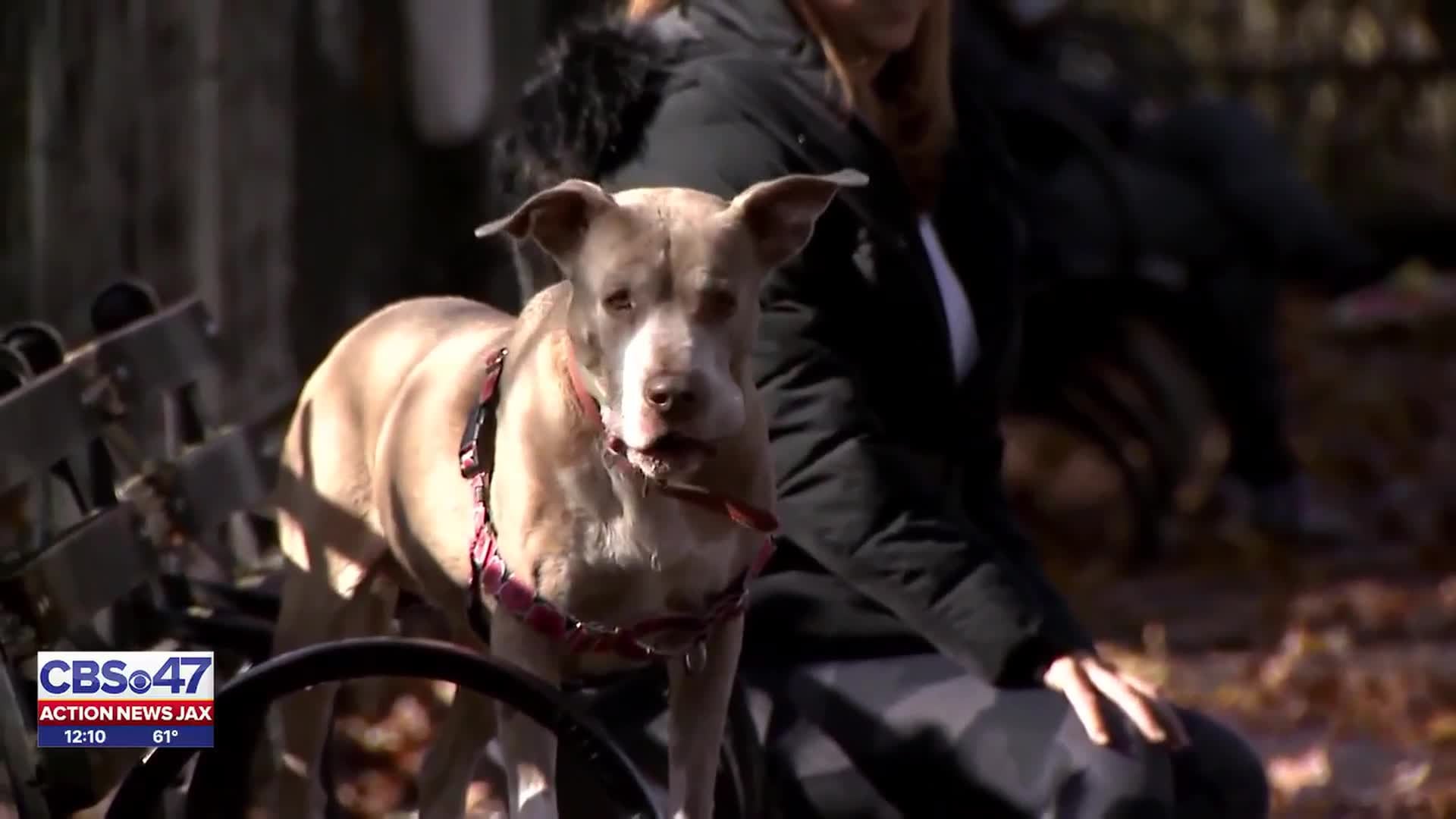 COJ votes to create permitting process to allow dog-friendly patios at ...