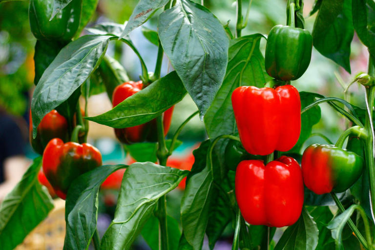 7 vegetables that are expensive to buy but surprisingly cheap and easy ...