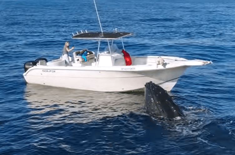 Video: Curious San Diego dog interacts with humpback whales