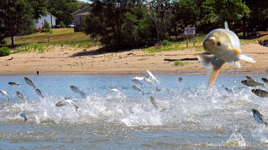 Slotkin, Peters push White House to fast track massive invasive carp ...