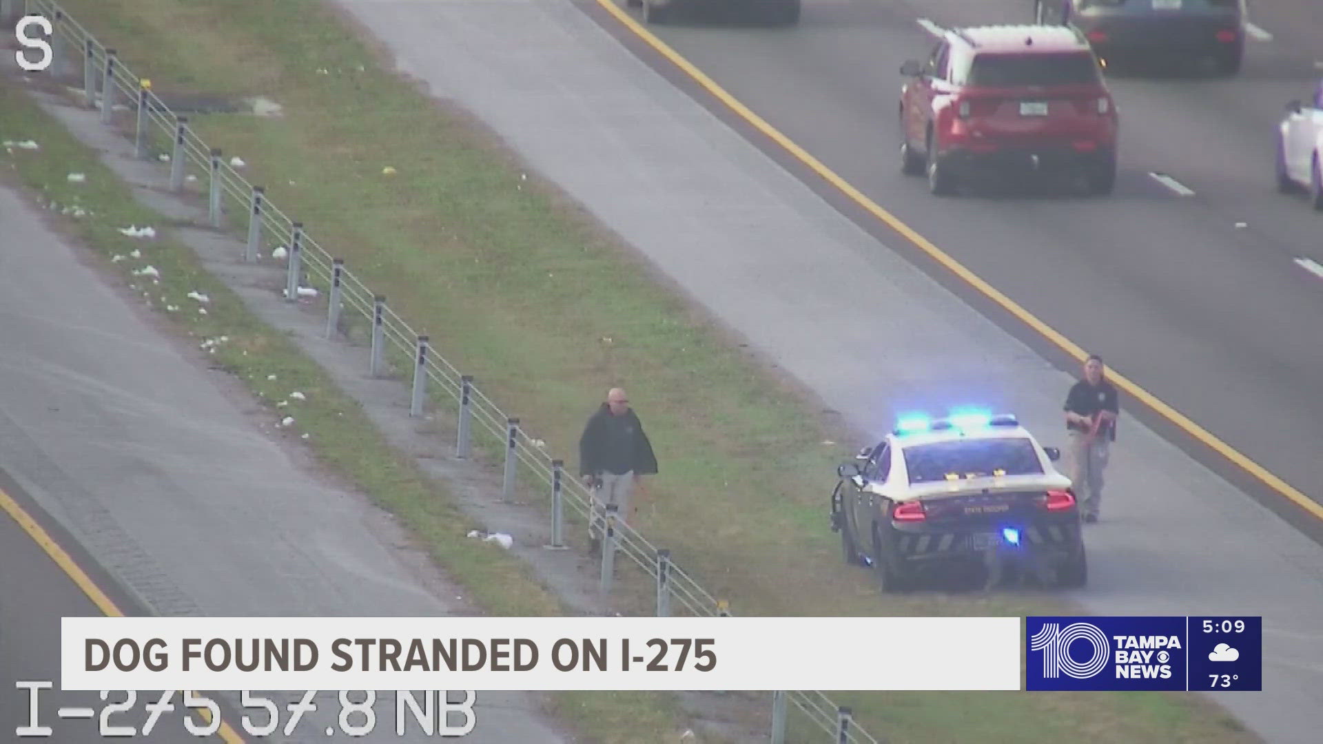 Florida Highway Patrol trooper helps stray dog on I-275