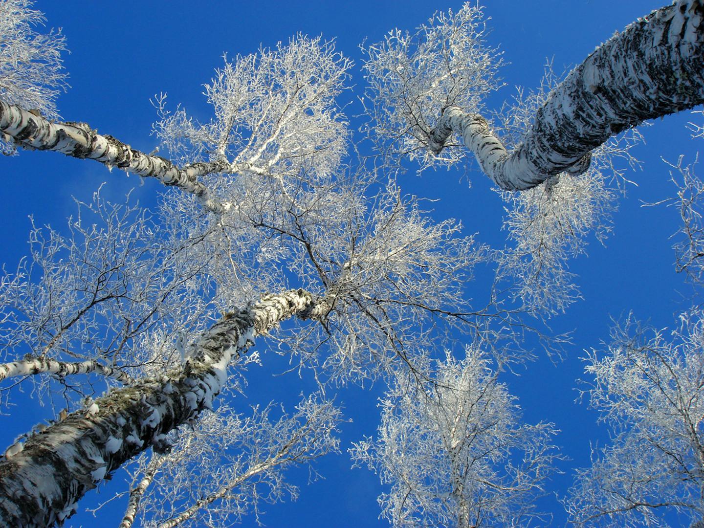 Can trees 'explode' from extremely cold weather in Minnesota?