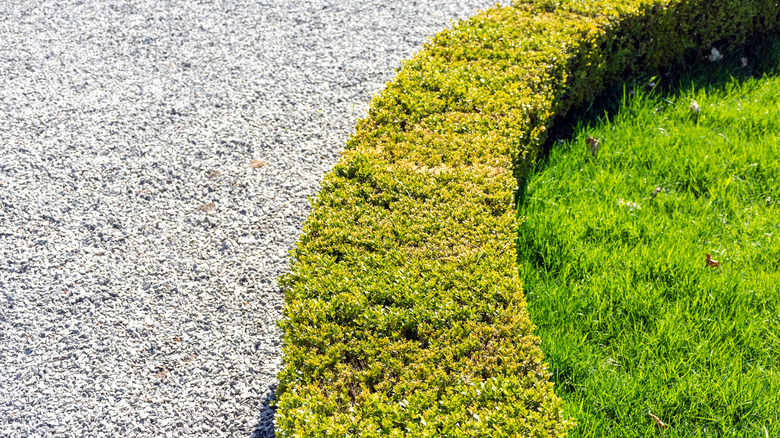 Stop weeds from growing under pea gravel from the start with one ...