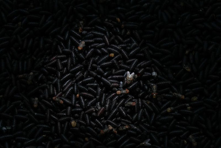 'Devastating' parasitic screwworm that can lay eggs on people creeps ...