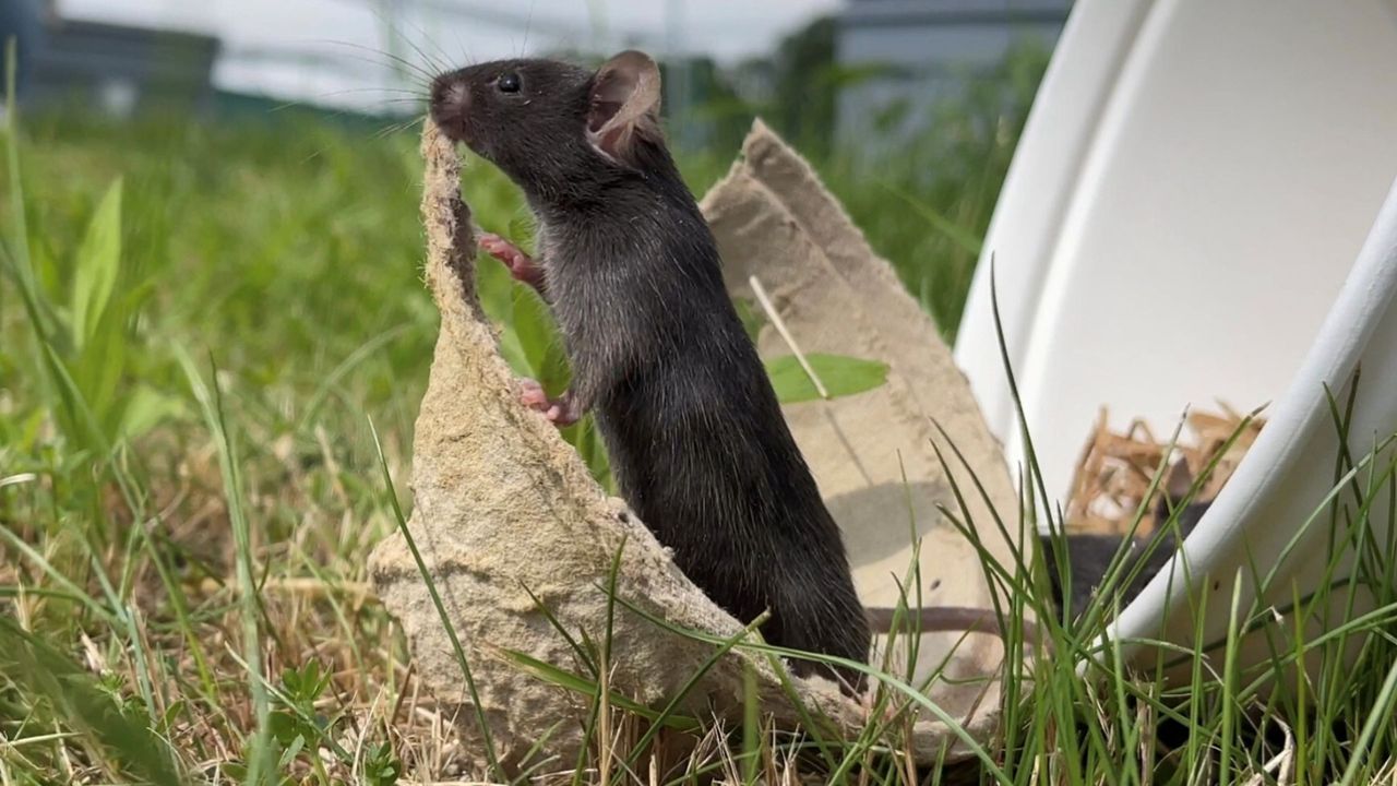 Lab mice that 'touch grass' are less anxious — and that highlights a ...