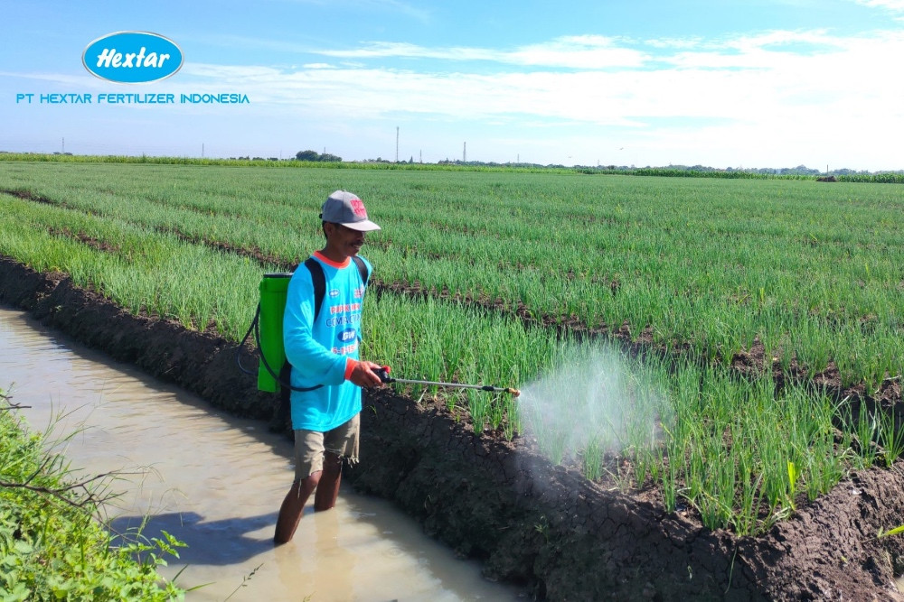 Ekonom: KI Pupuk di Papua dorong ekonomi Indonesia Timur