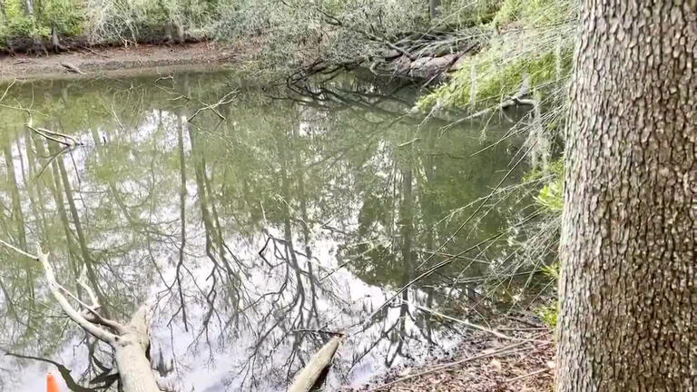 Florida DOH issues health alert for harmful blue-green algae in pond at ...