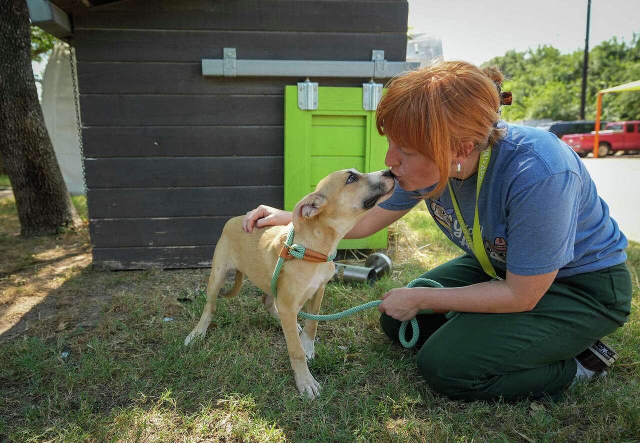 Austin Pets Alive! seeks fosters for 75 dogs ahead of Central Texas freeze