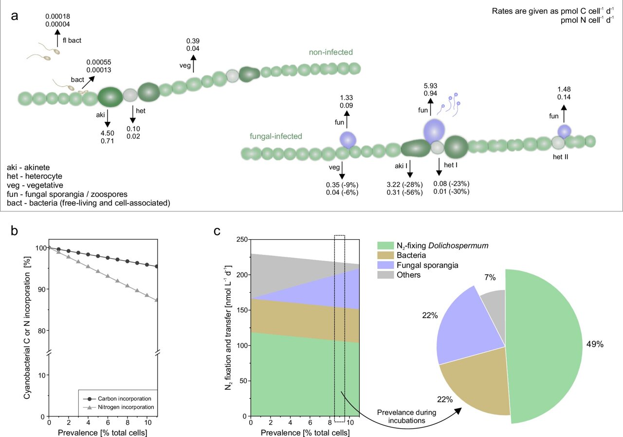 Parasitic fungi infect nitrogen-fixing cyanobacteria, altering Baltic ...