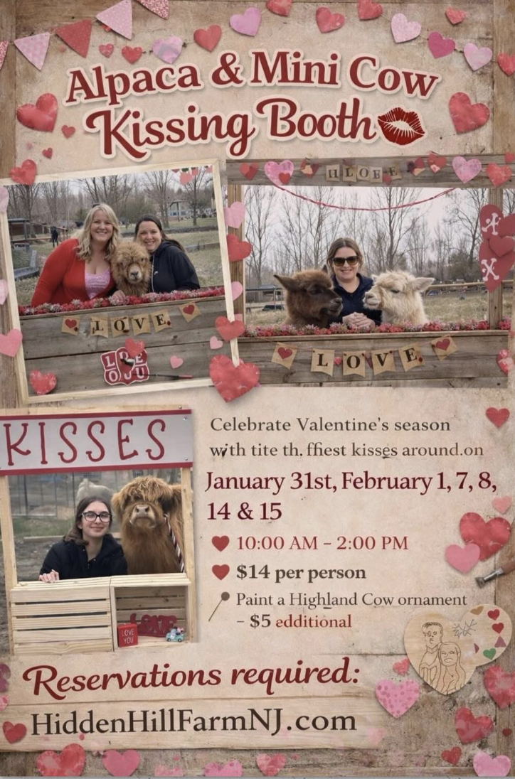 Alpaca and mini cow kissing booth, Sewell NJ