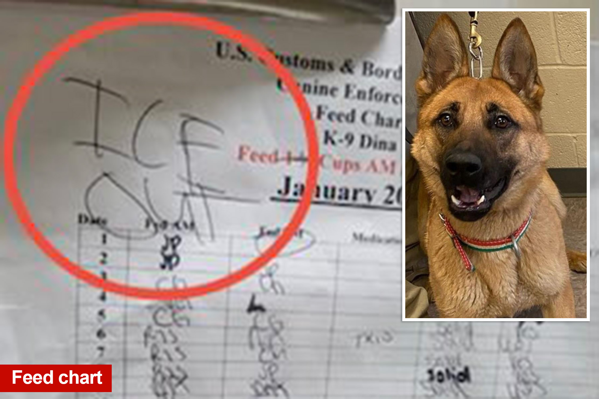 Minneapolis dog kennel worker scribbles anti-ICE message on Border ...