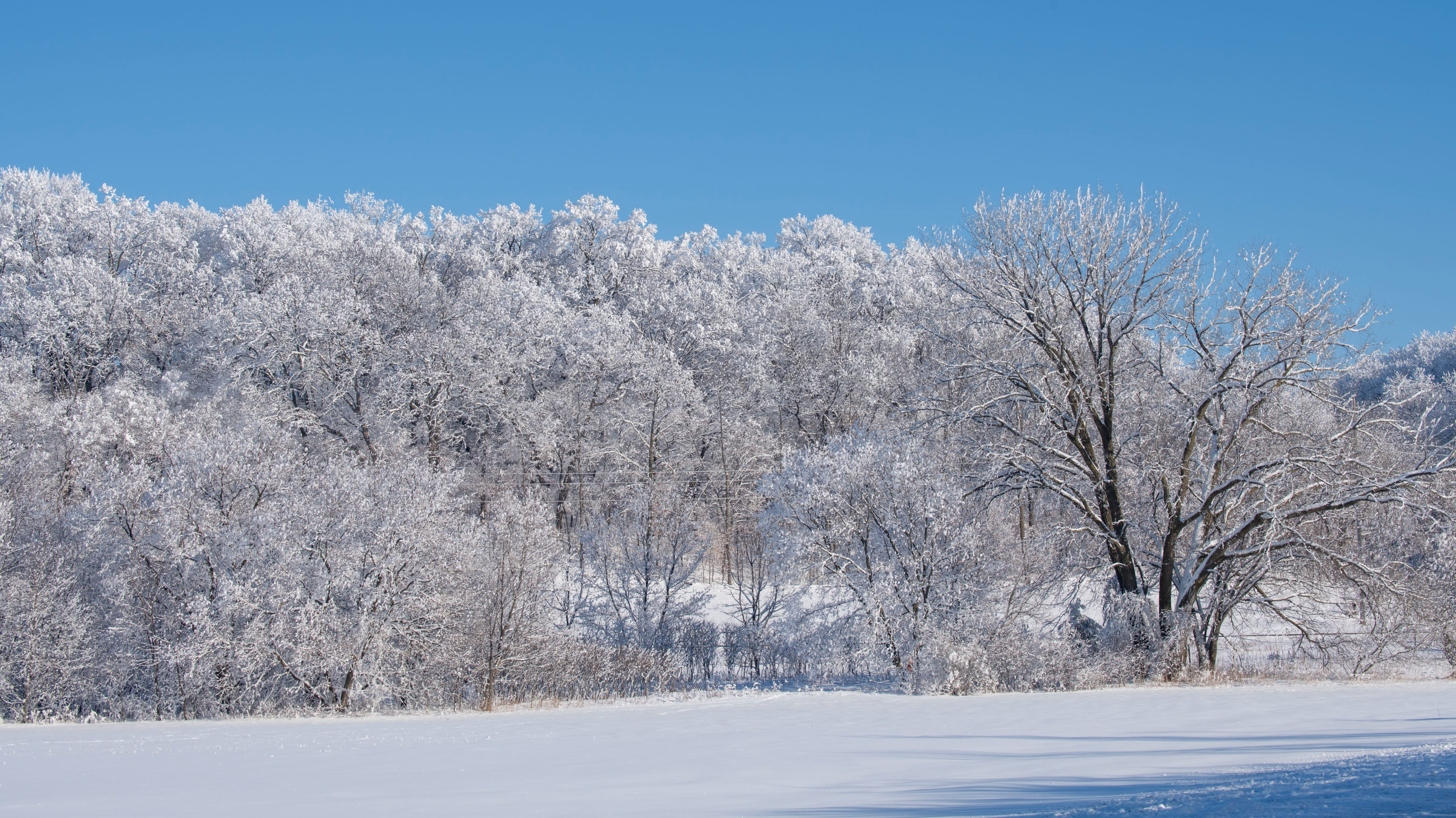 Exploding trees in the Midwest remain a threat amid extreme cold weather